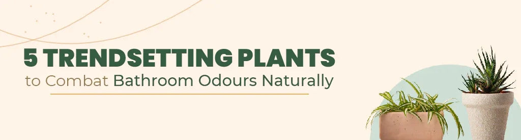 5 Trendsetting Plants to Combat Bathroom Odours Naturally – Ruhe